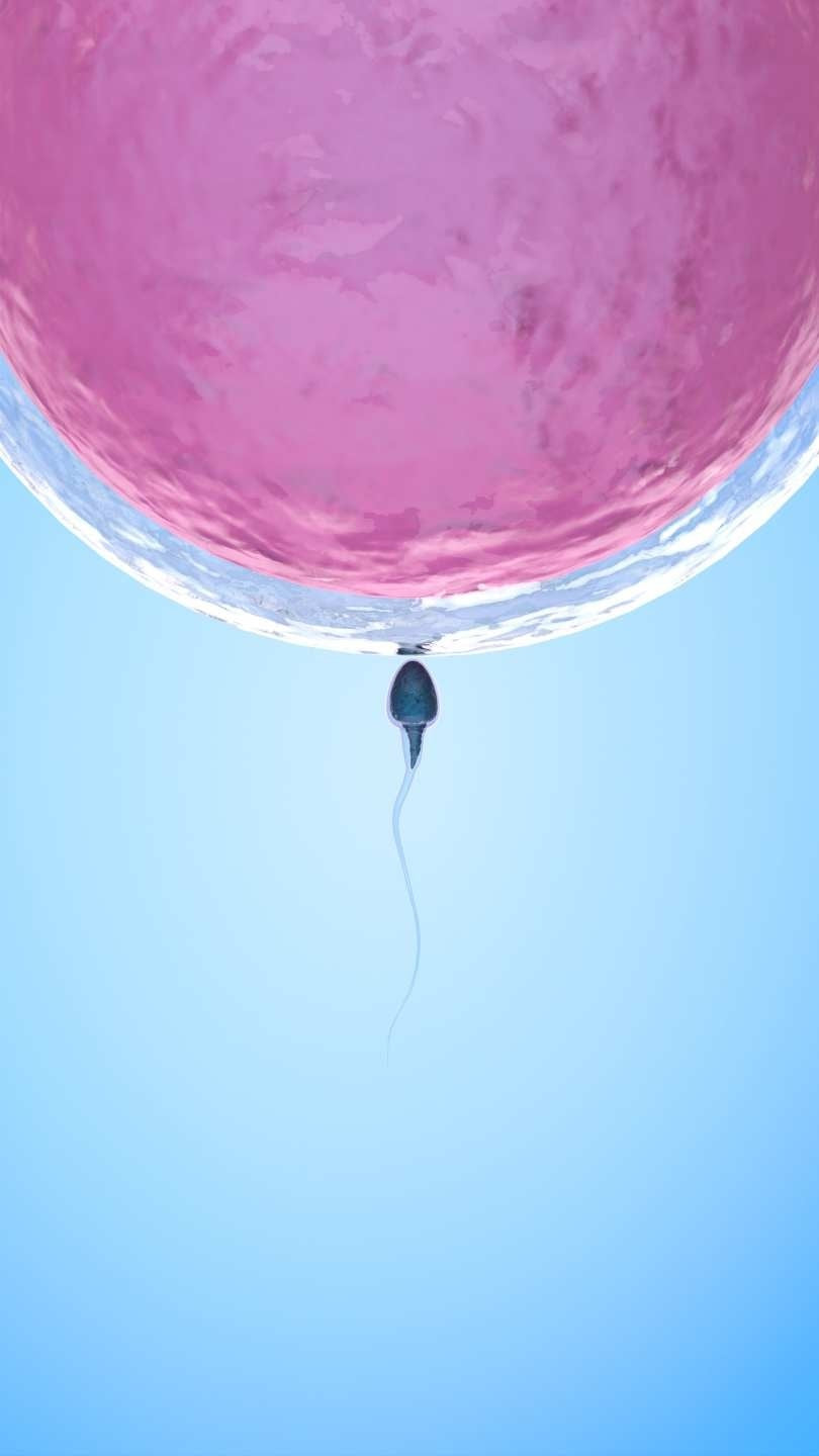 Suplemento Fertility Pro for Men – Medical Nutrition